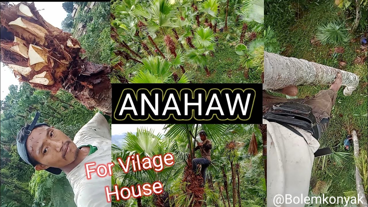 CUTTING ANAHAW LEAF FOR ANAHAW HOUSE VILLAGE HOUSE#ANAHAW#VILLAGEHOUSE ...