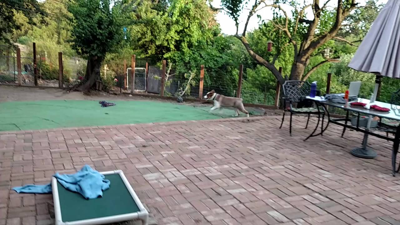 Buster, Duke, Jackson Roxy - YouTube