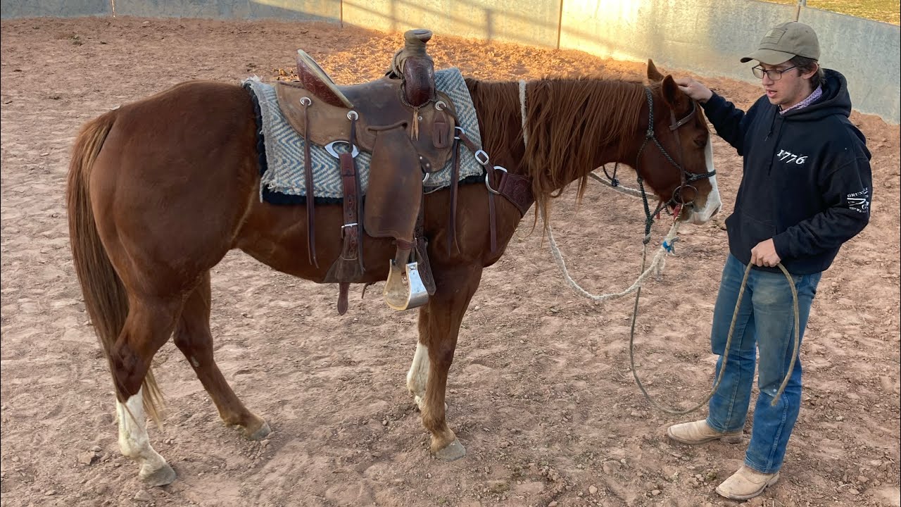 Working Cheyenne with the saddle - YouTube