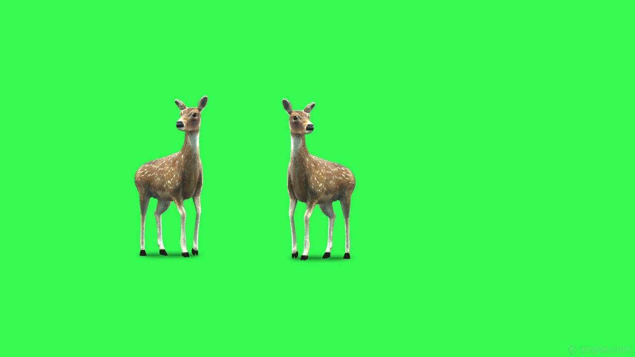 Deer green screen video - YouTube