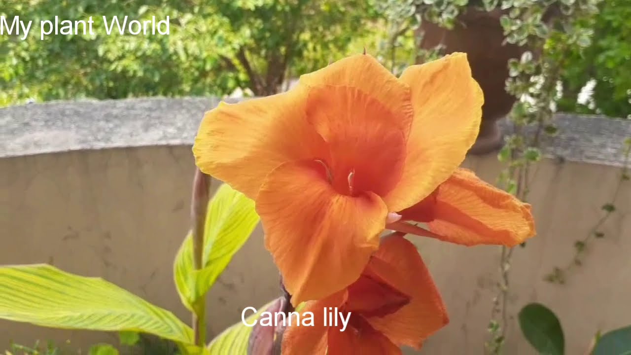 Canna lily care / keli plant /spring flowers / Permanent house plant ...