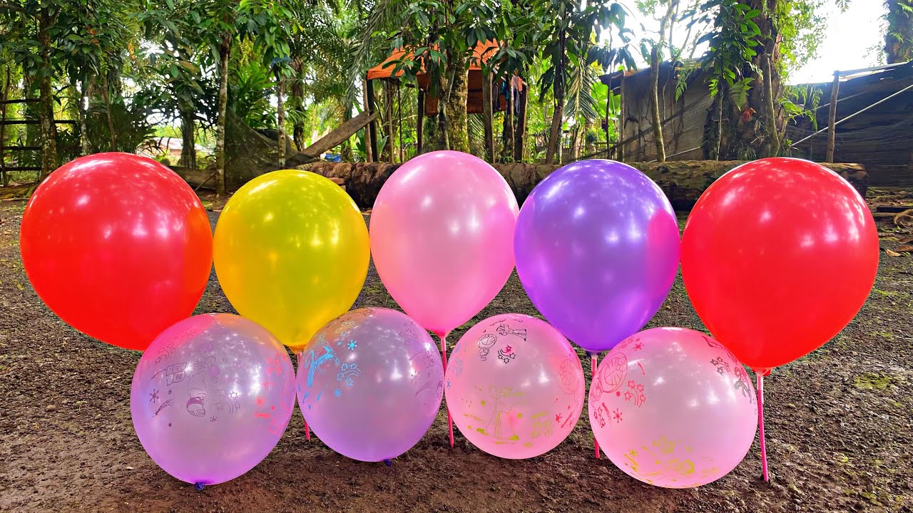 Horre..!! Meletuskan banyak balon warna warni berhadiah hewan gajah ...