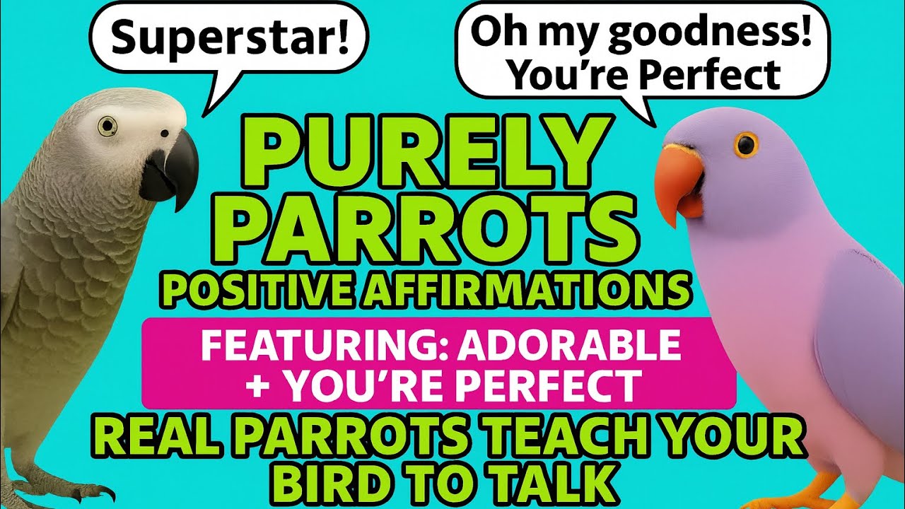 Purely Parrots™: Positive Affirmations Real Parrots Teach Your Bird To ...