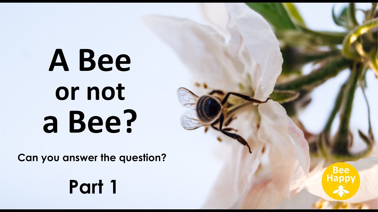 A Bee or Not a Bee? -Part 1 - YouTube