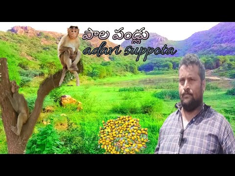 PALA PANDLU//పాల పండ్లు//అడవి స్వీట్ పండు//SEASONAL FRUITS// - YouTube