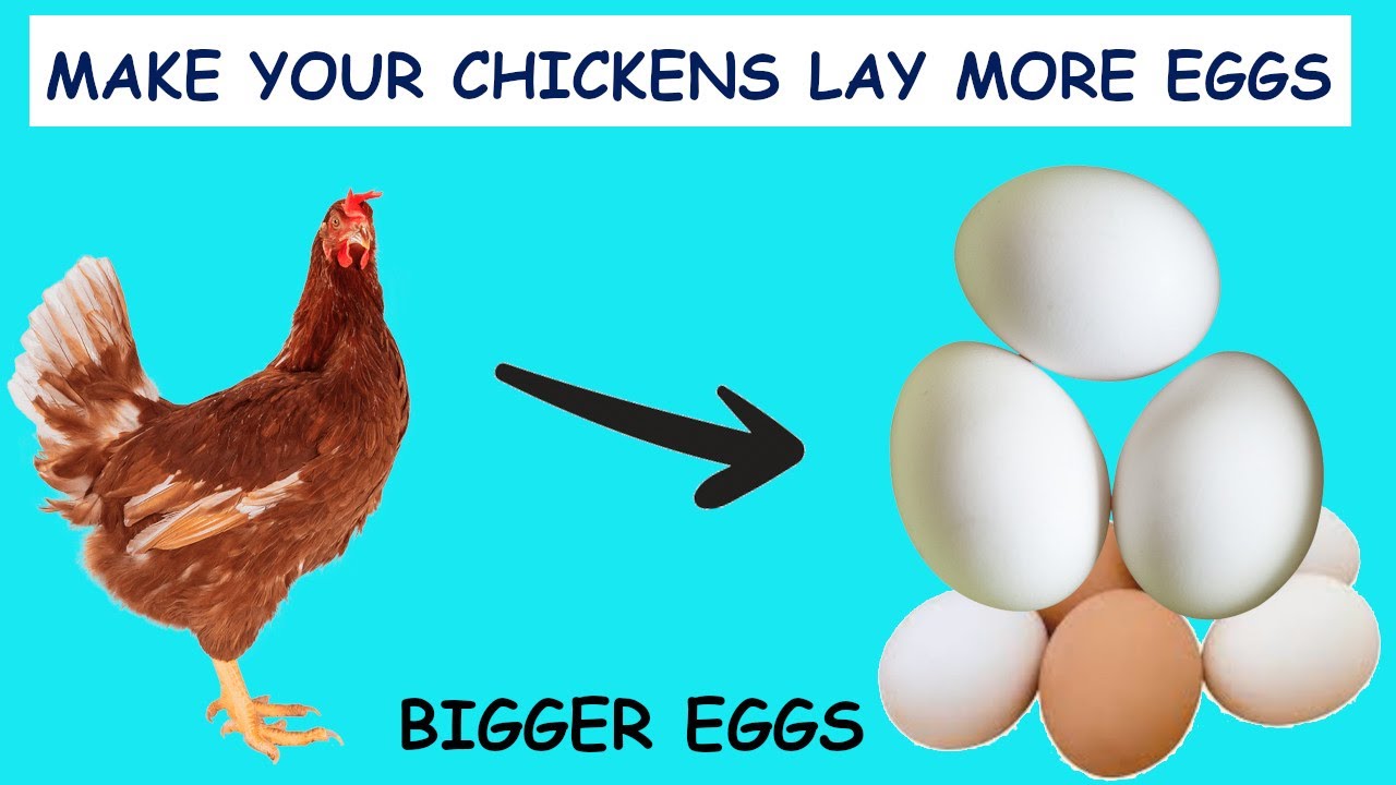 MORE EGGS PRODUCTION; FACTORS AFFECTING MAXIMUM EGG PRODUCTION# ...