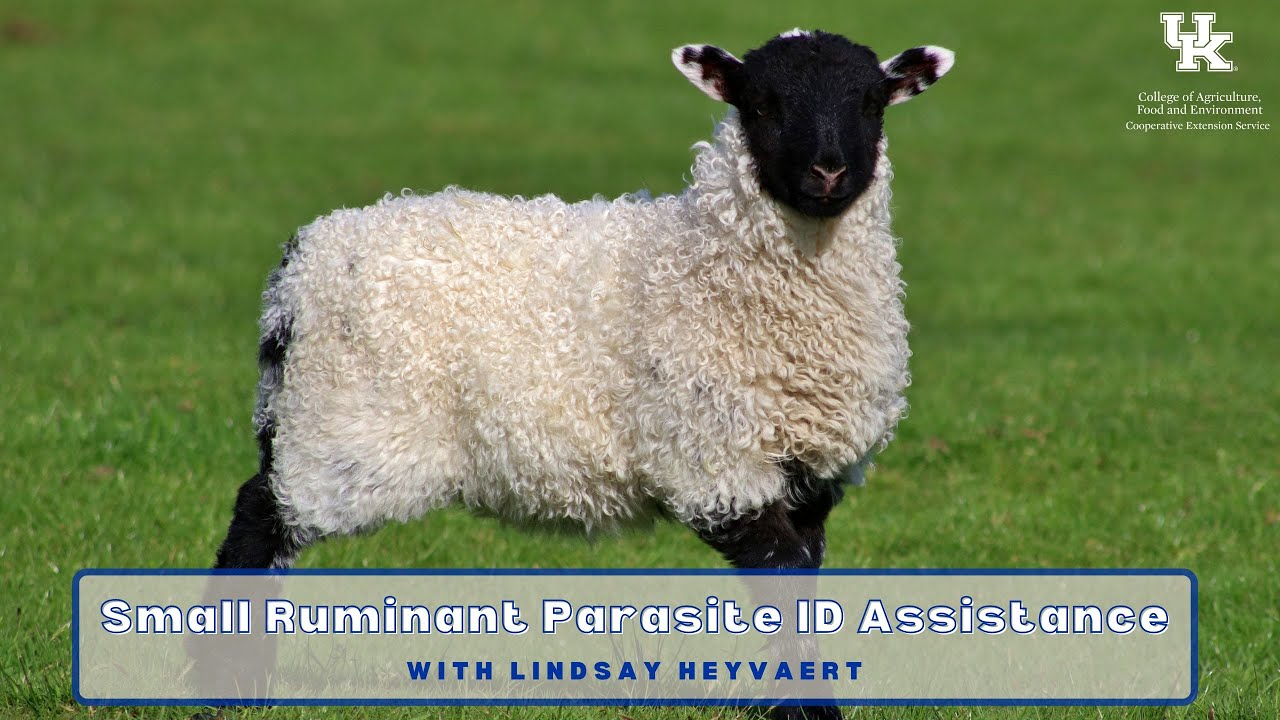 Small Ruminant Parasite ID Assistance - YouTube