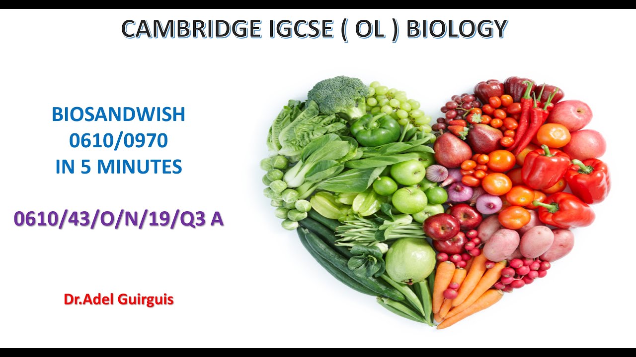 Carbohydrate Digestion, Absorption & Assimilation | IG OL Biology ...