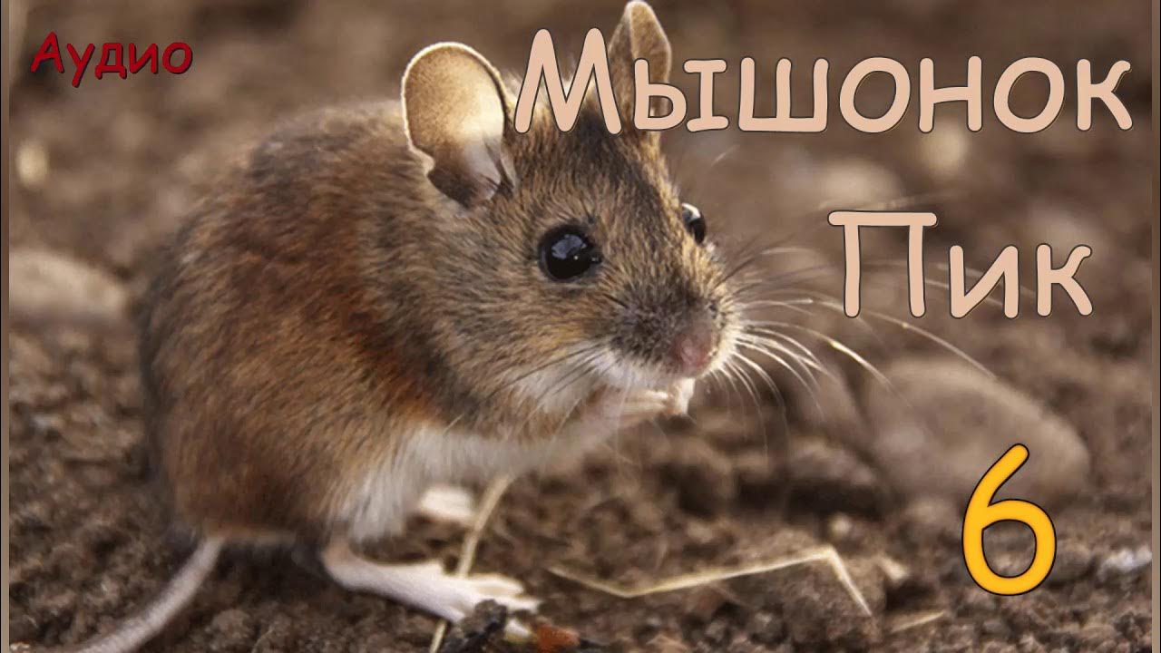 Мышонок Пик. Ч. 6. Конец путешествия. В. Бианки. Аудио рассказ ...