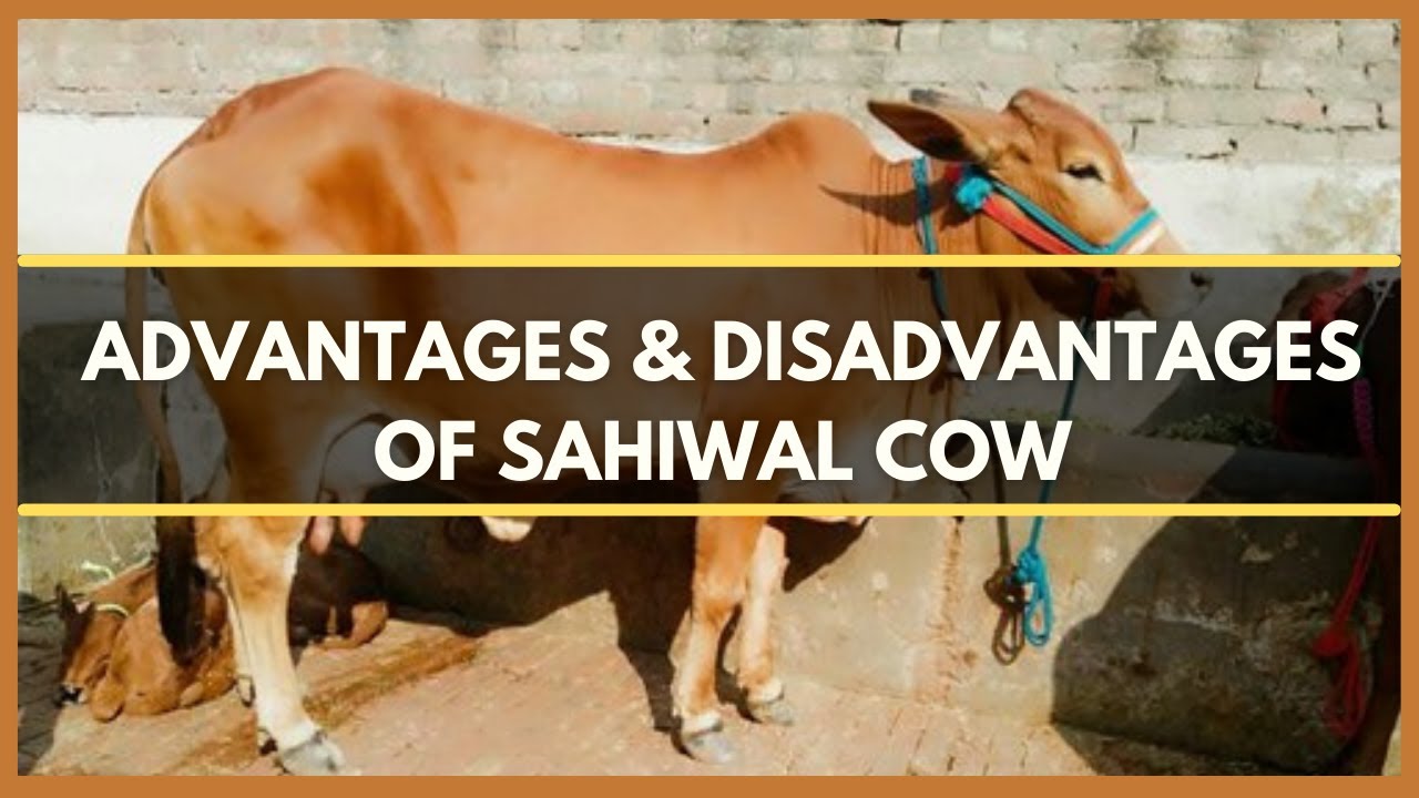 ADVANTAGES AND DISADVANTAGES OF SAHIWAL COW | SAHIWAL CATTLE | SAHIWAL ...