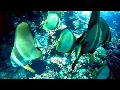 Platax, Orbicular batfish, Платакс