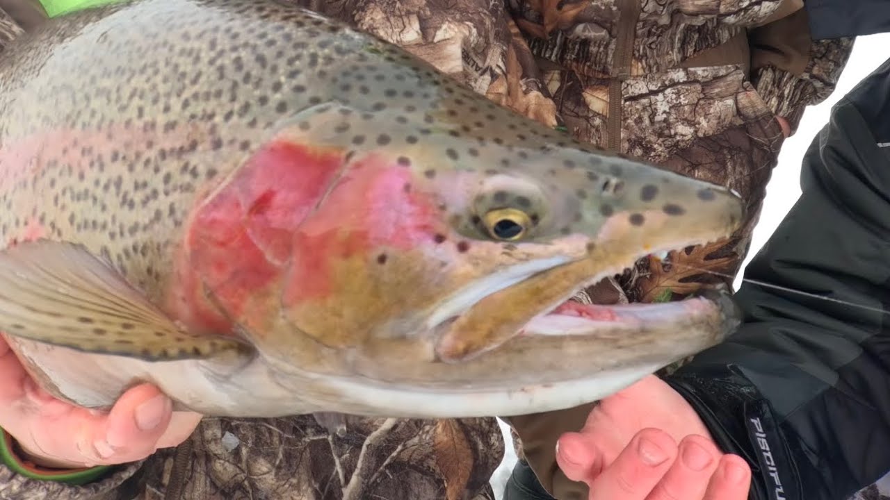 Michigan Trophy Steelhead Ice Fishing! Tutorial on how to keep fishing ...
