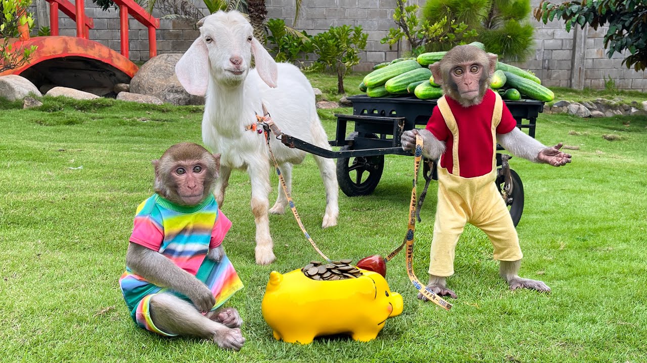 Monkey YiYi and YinYin take the goats to harvest squash to sell buys food - YouTube