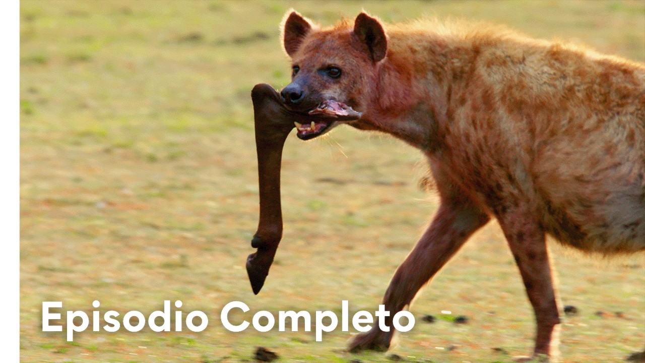 Los Guardianes de la Tumba del Reino Animal | Obreros de la Naturaleza ...