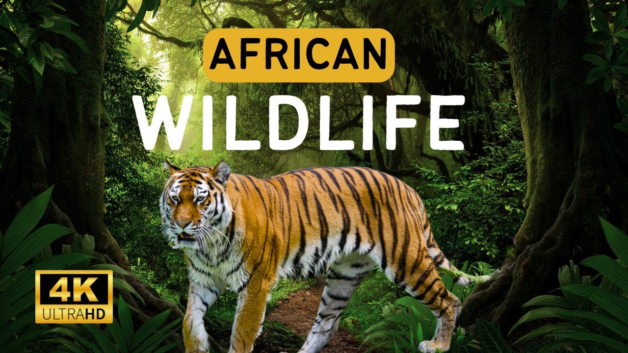Discover The Wonders Of African Wildlife in 4K || 4k Wildlife Film With ...