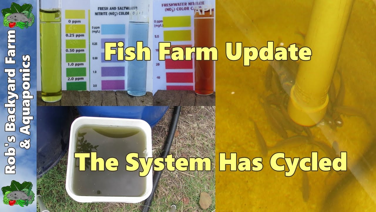 Backyard Aquaculture/Fish Farm Update. The System has Cycled.. - YouTube
