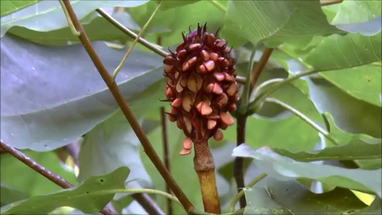 Fraser or Mountain magnolia (Magnolia fraseri) - YouTube
