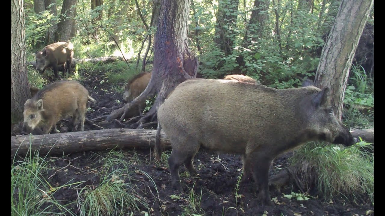 Bachen mit Frischlingen - Tag und Nachtaufnahmen - YouTube