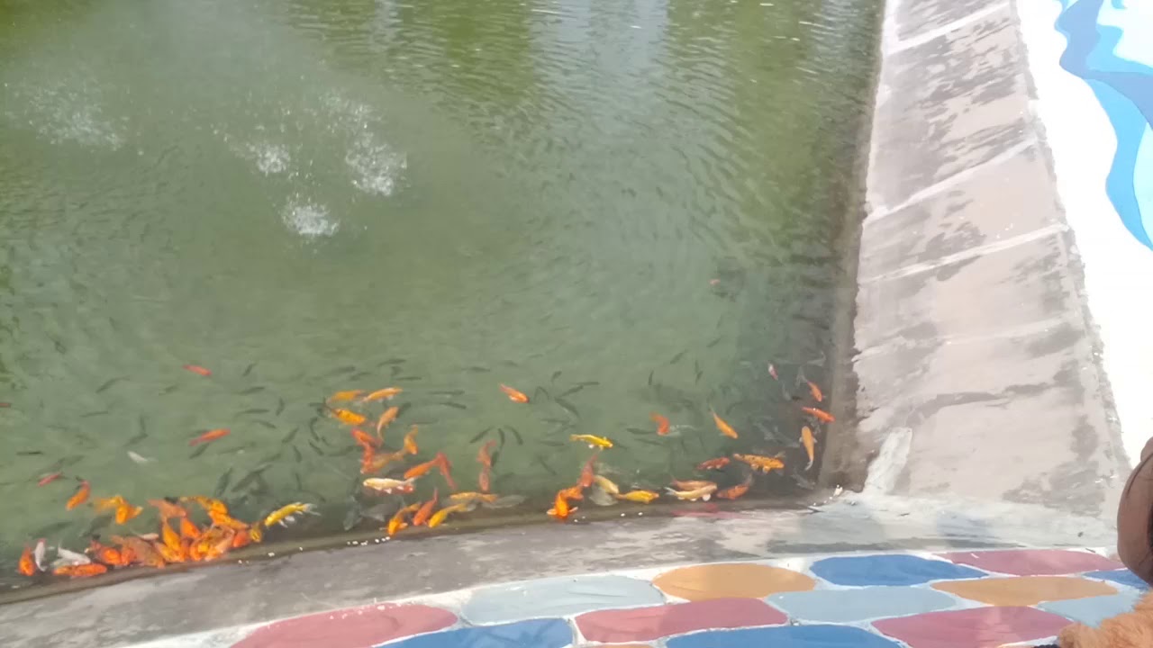 Bahari fish of bangladesh. - YouTube