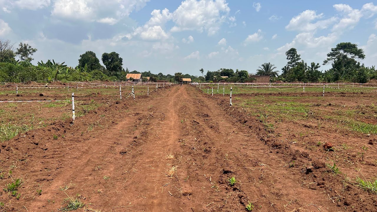 CHEAPEST ESTATE OVER 200 PLOTS FOR SALE AT KABIMBIRI ON KAYUNGA ROAD ...