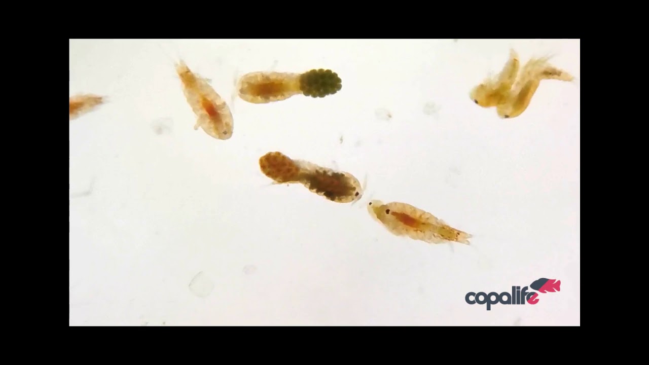 Tigriopus californicus Nahaufnahme - YouTube