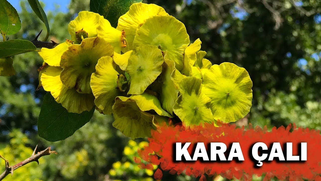 Ballı ve polenli bitkiler: Çaltı (karaçalı) #karaçalı #çaltı # ...