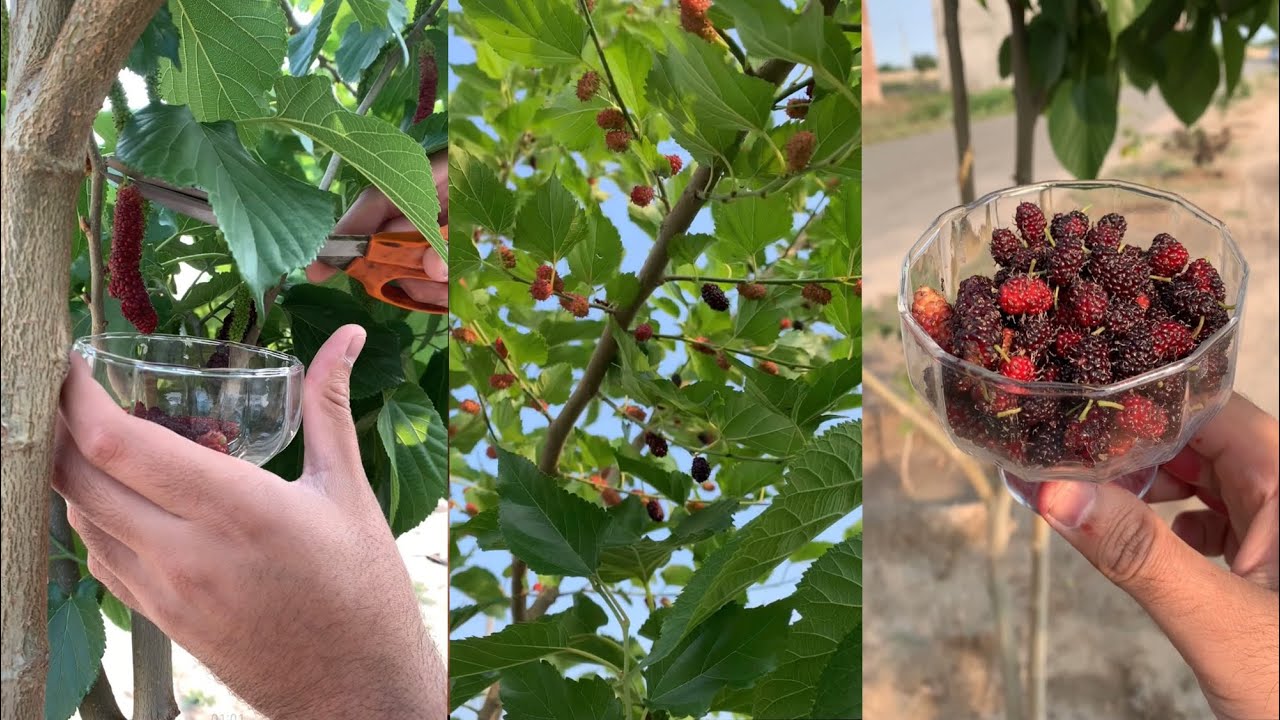 Satisfying Videos | Mulberry Tree | Kalay Shahtoot Tree | Shahtoot ...