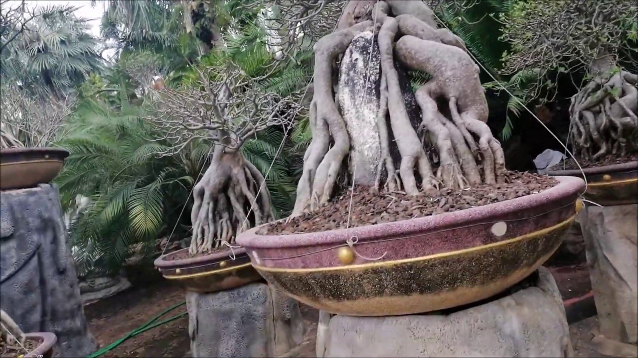 Amazing /Beautiful Adenium Collection in Nong Nooch Garden Pattaya ...