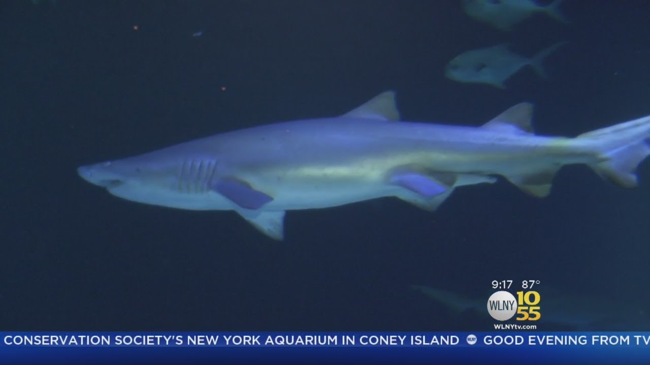 New York Aquarium's New Shark Exhibit - YouTube