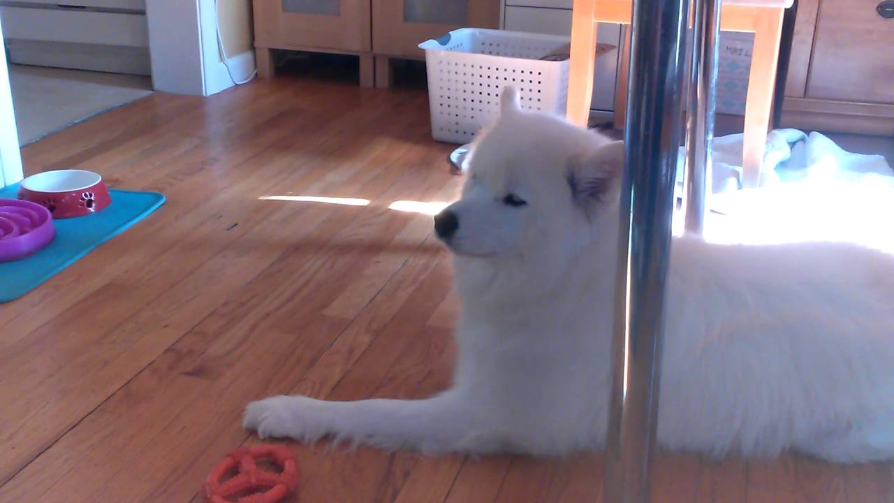 Samoyed Howling lessons - YouTube