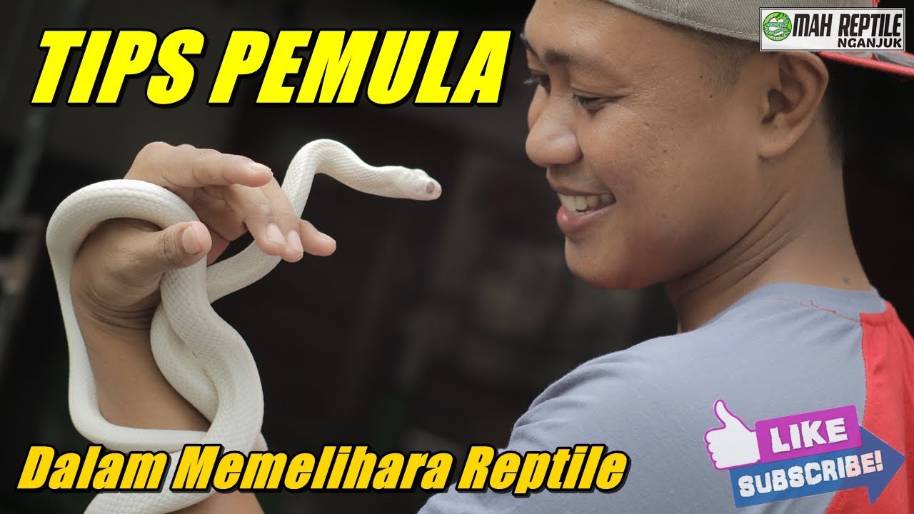 Tips Untuk Pemula Dalam Memelihara Reptile (Ular Piton) Reticulatus Python - YouTube