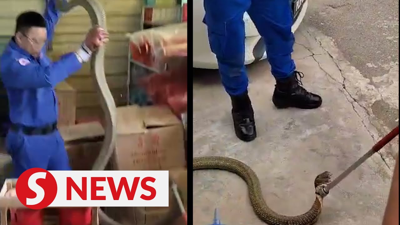 Great snakes! 4.3m-long cobra slithers into prayer goods shop - YouTube