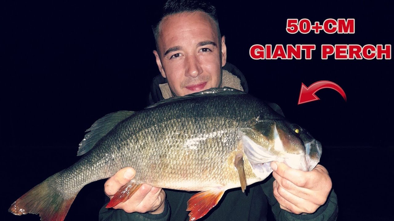 FISH OF A LIFETIME! Quest for a UK 4lbs Perch Complete! - YouTube