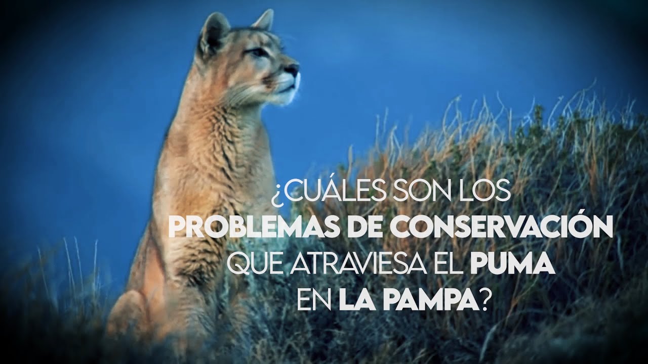 ¿Cuáles son los problemas de conservación que atraviesa el puma en La ...