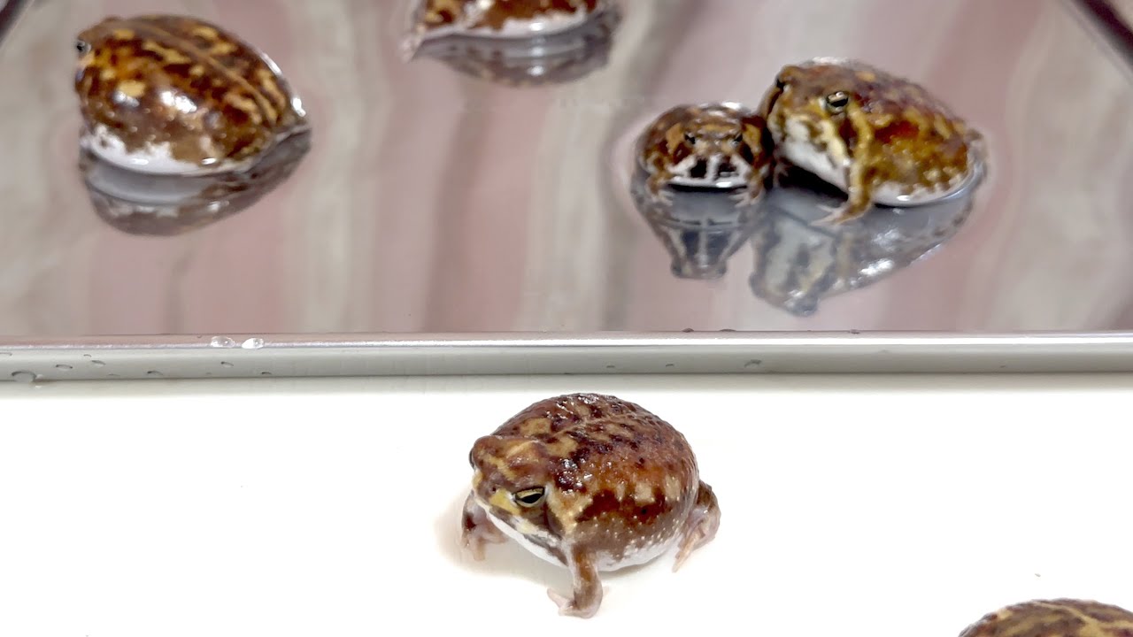 Do Rain frogs like bath? - YouTube