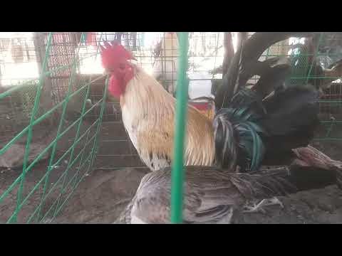 kanawayon hatch jadecast pullet toppy kanawayon hatch jadecast line, personal materyals😍 - YouTube