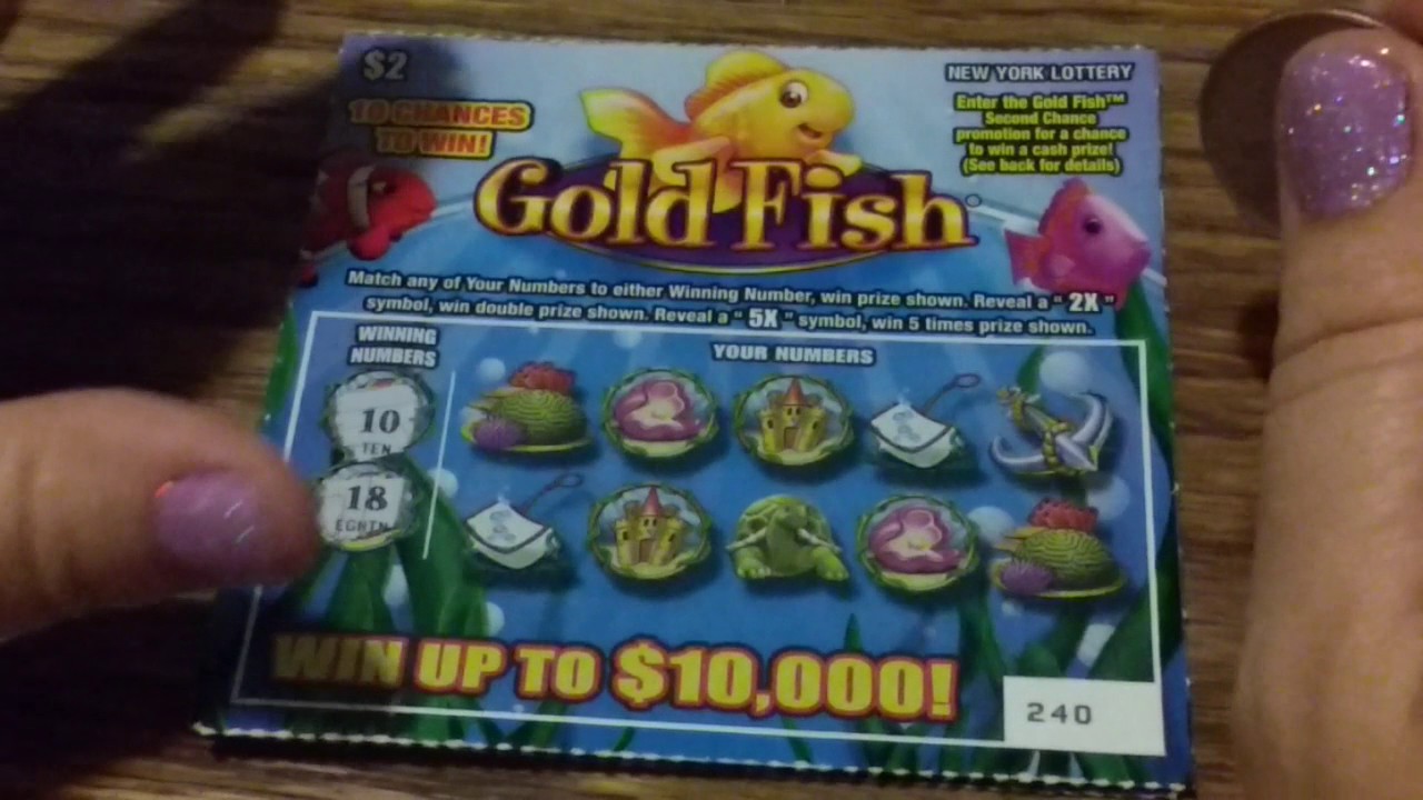 Gold Fish NY lottery part #1 - YouTube