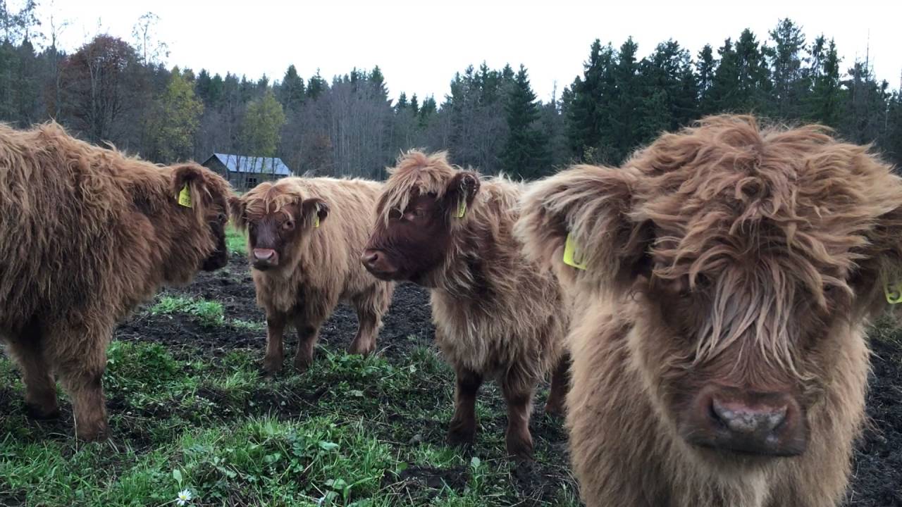 Scottish Highland Cattle In Finland: A windy day with the calves - YouTube