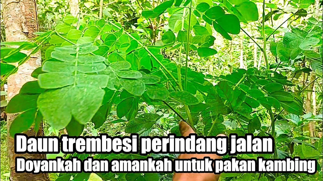 Doyan dan amankah Daun trembesi/Munggur untuk pakan kambing? - YouTube