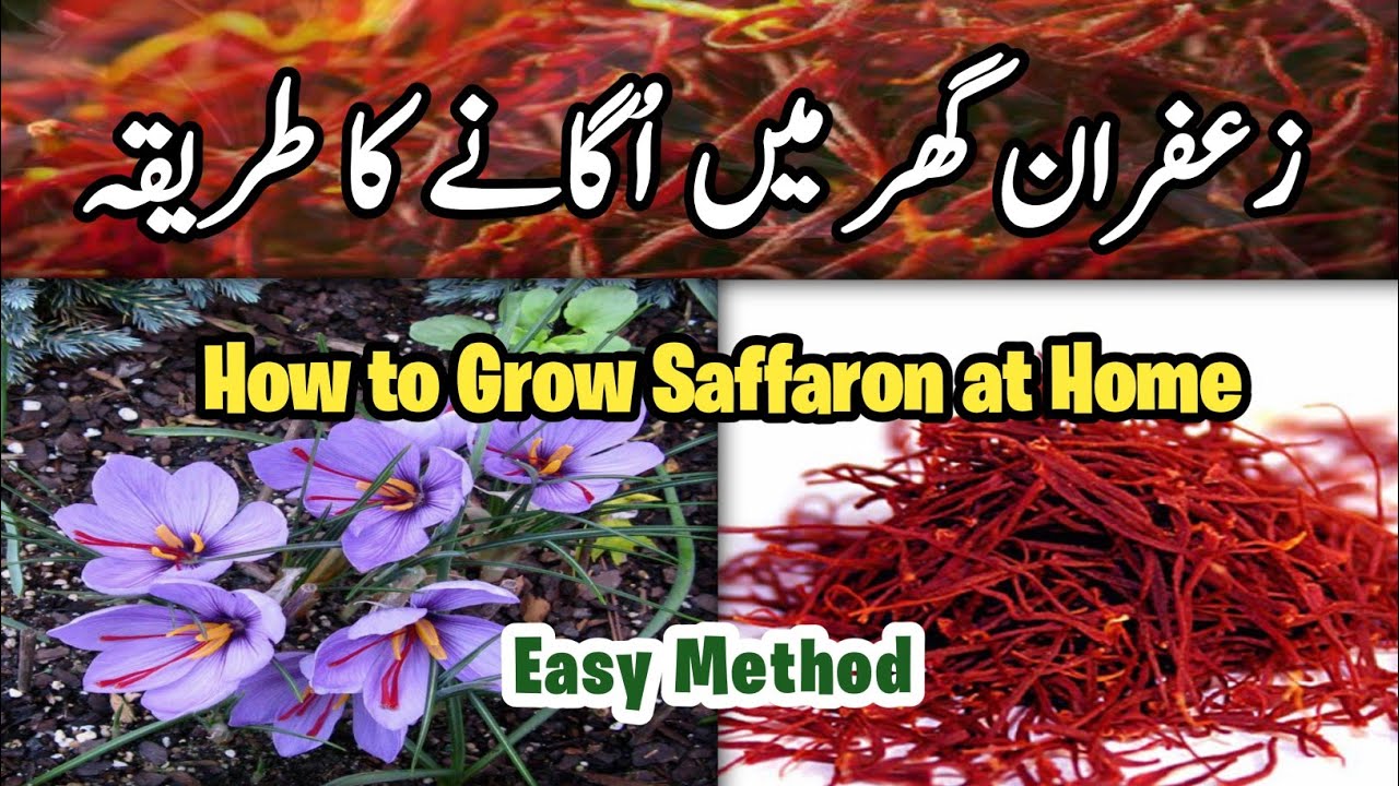 Zaffaron Grow Update at Home | Zafran Bulbs Price in Pakistan | Zafran ...