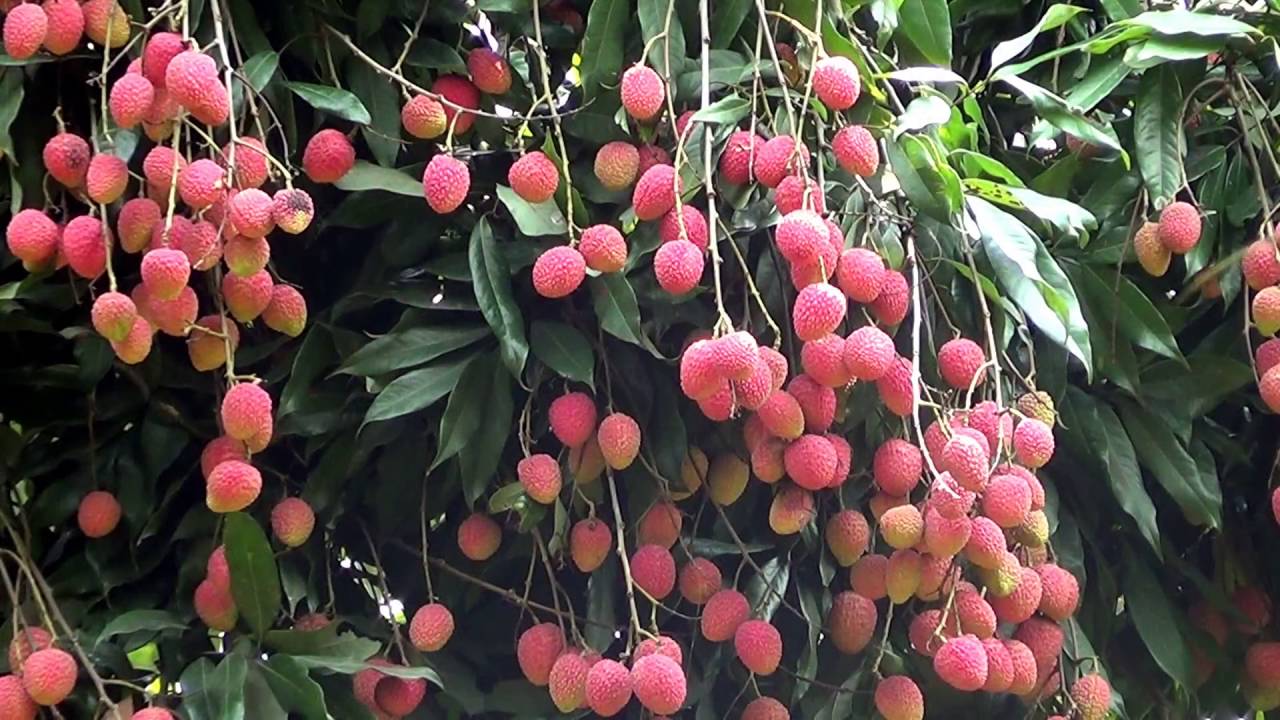 Bombai Litchi Lychee The Most Tastiest & Sweetest Litchi In The World ...