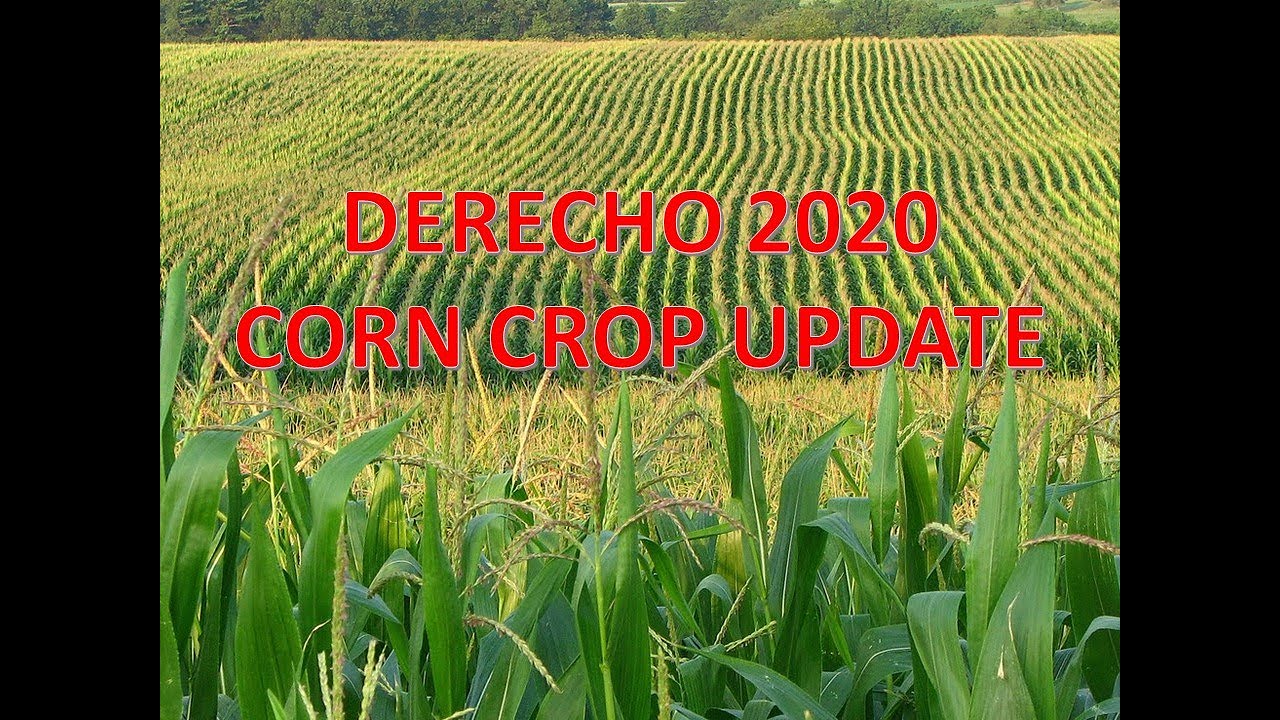 Derecho 2020 - Eastern Iowa - Corn Crop Update - YouTube