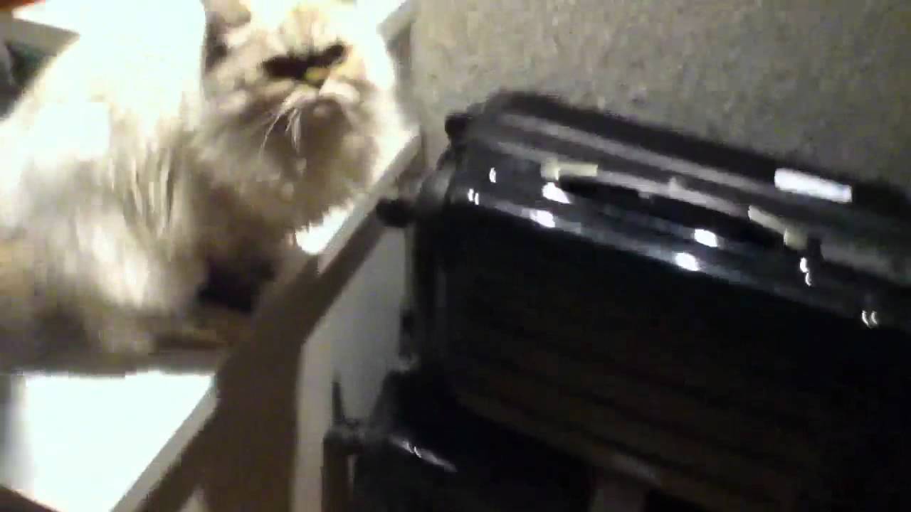 Ganz fetter Charlie :D - YouTube