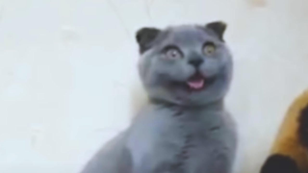 Cat high after visiting the vet - YouTube