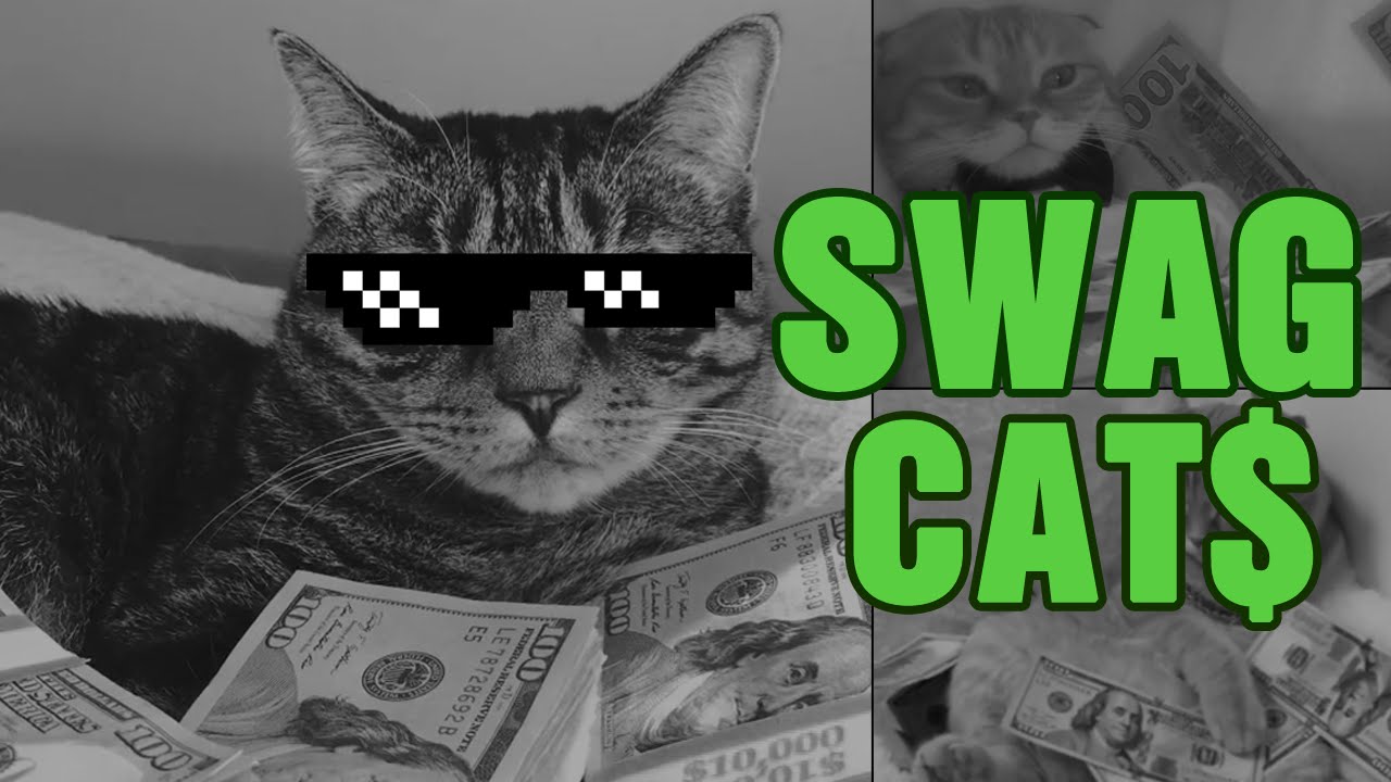 SWAG CATS COMPILATION | КОТЫ И НАЛИЧКА - YouTube