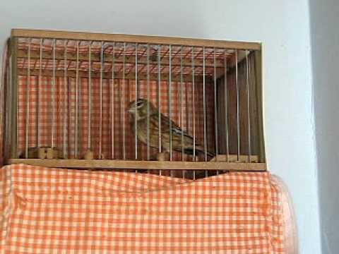 PARDILLO NOVEL DEL 2009.. ALIAS EL ENFERMO TIRANDO ALGUN PIZCUMM!!! - YouTube