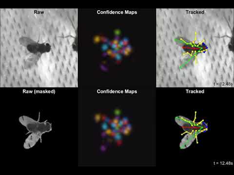 LEAP estimates animal pose: mouse and fly - YouTube