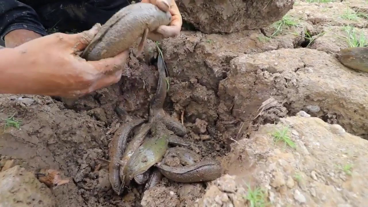Amazing Catching a lot Fish Underground Hole on Dry Season | CATCHING ...
