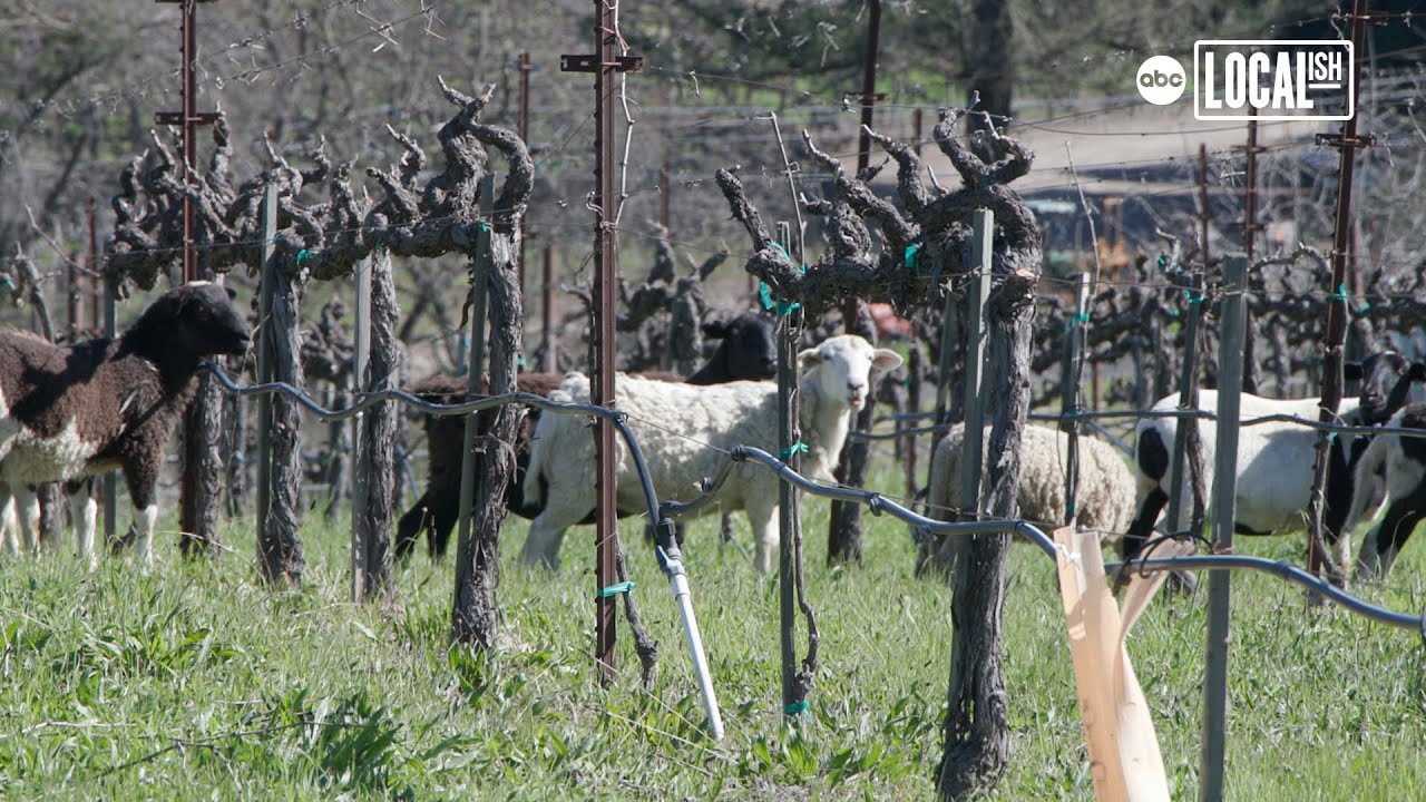 Napa Vineyard Sheep Grazing promotes sustainable agricultural practices ...