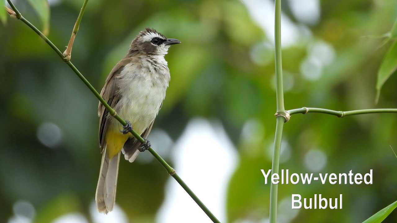 Yellow-vented Bulbul (in 4K) - YouTube